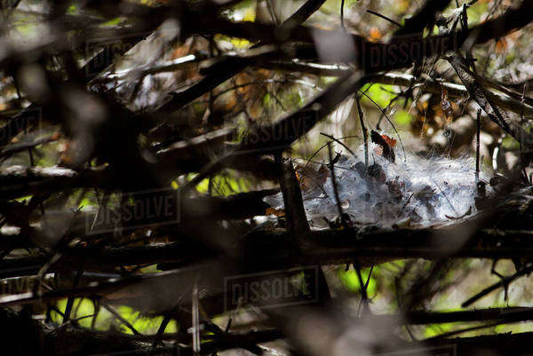 Messy spiderweb or cocoon in tree - Stock Photo - Dissolve