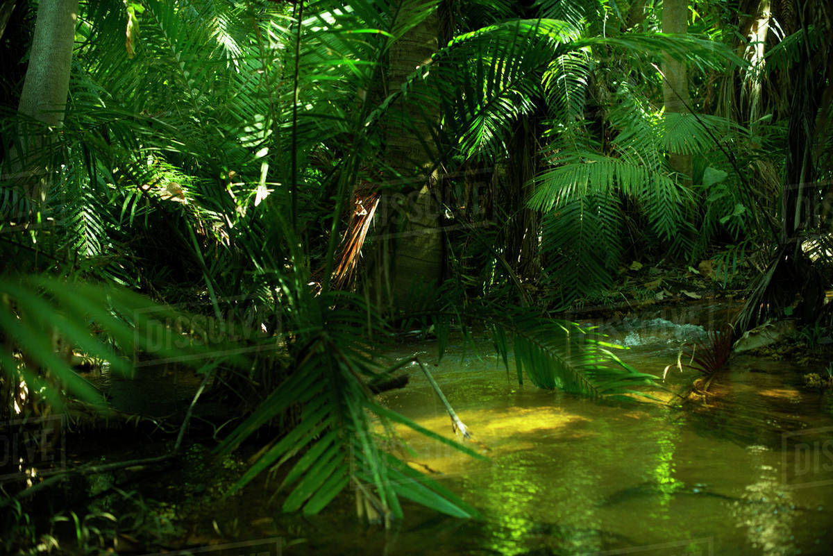 Tropical swamp - Royalty-free Stock Photo | Dissolve