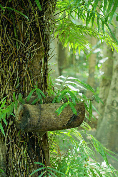 Foliage growing out of tree trunk - Stock Photo - Dissolve