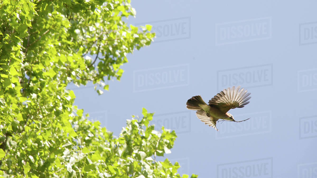 Bird flying, carrying twig - Stock Photo - Dissolve