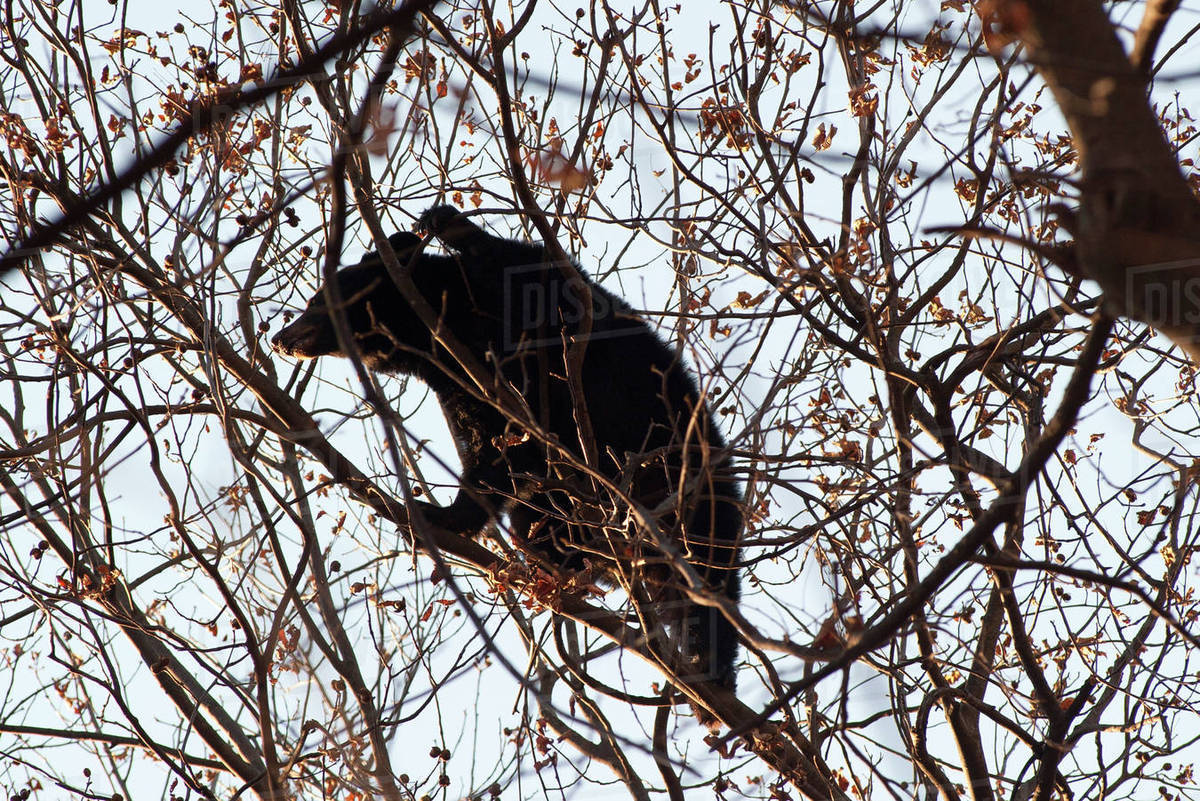 Black bear in tree - Royalty-free Stock Photo | Dissolve