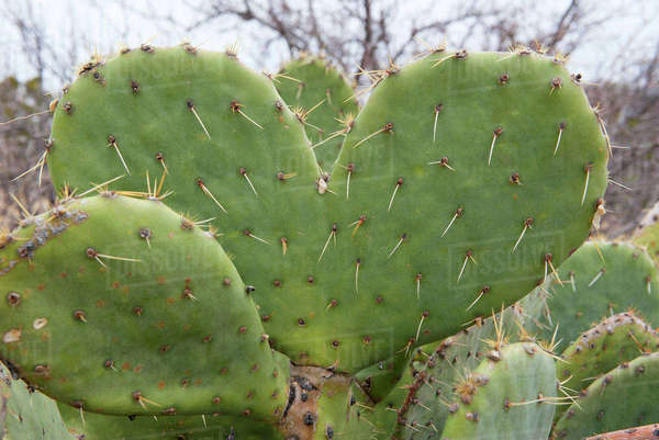 Heart shaped cactus - Royalty-free Stock Photo | Dissolve