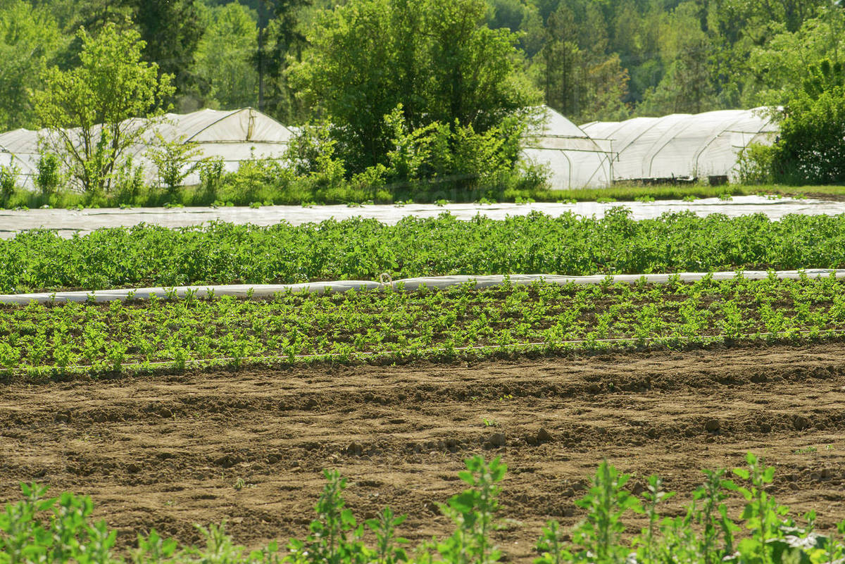 Crops growing in field - Royalty-free Stock Photo | Dissolve