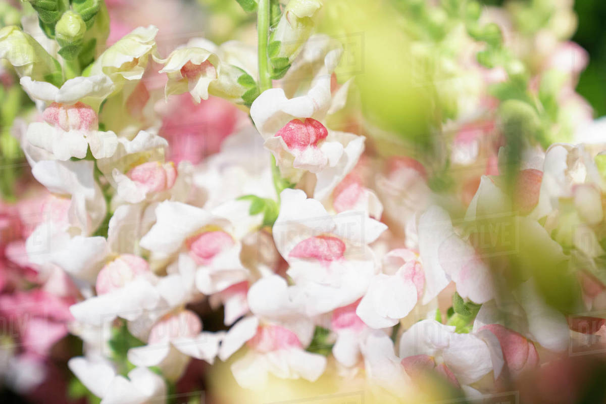 Photo of pastel color flowers - Royalty-free Stock Photo | Dissolve