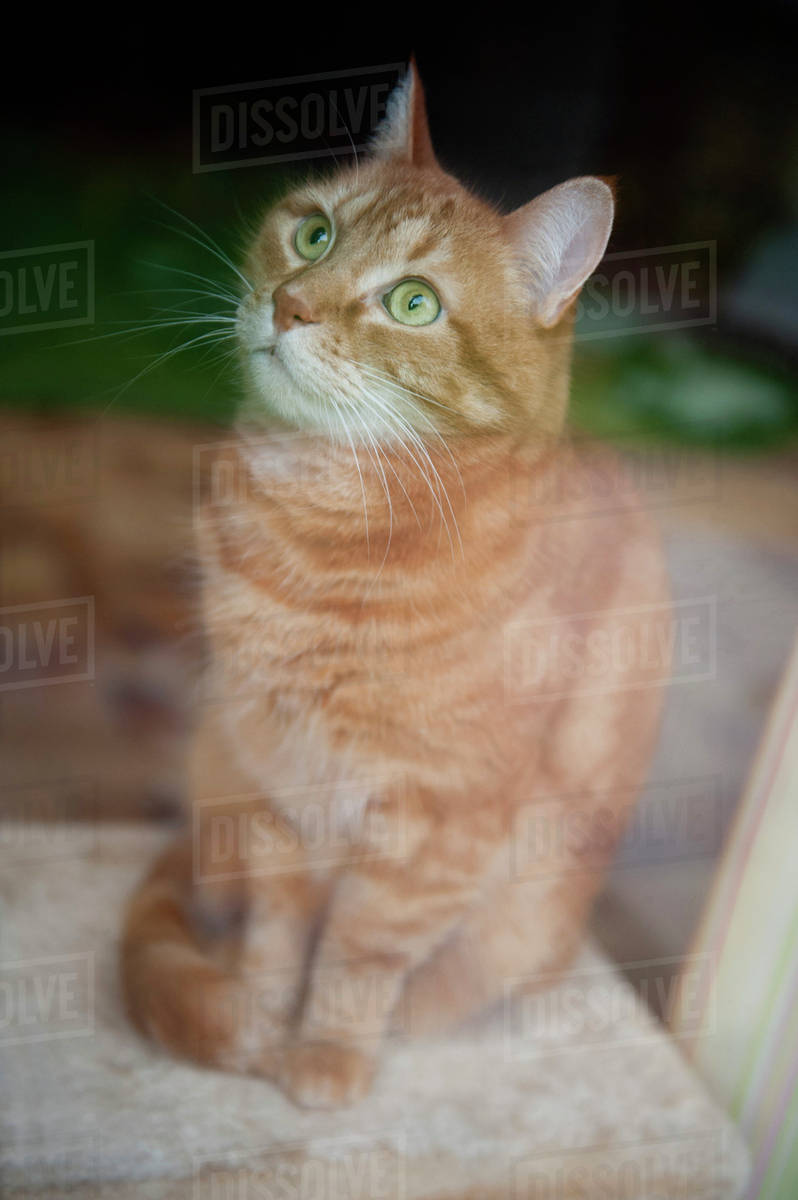 Seated cat, portrait - Royalty-free Stock Photo | Dissolve