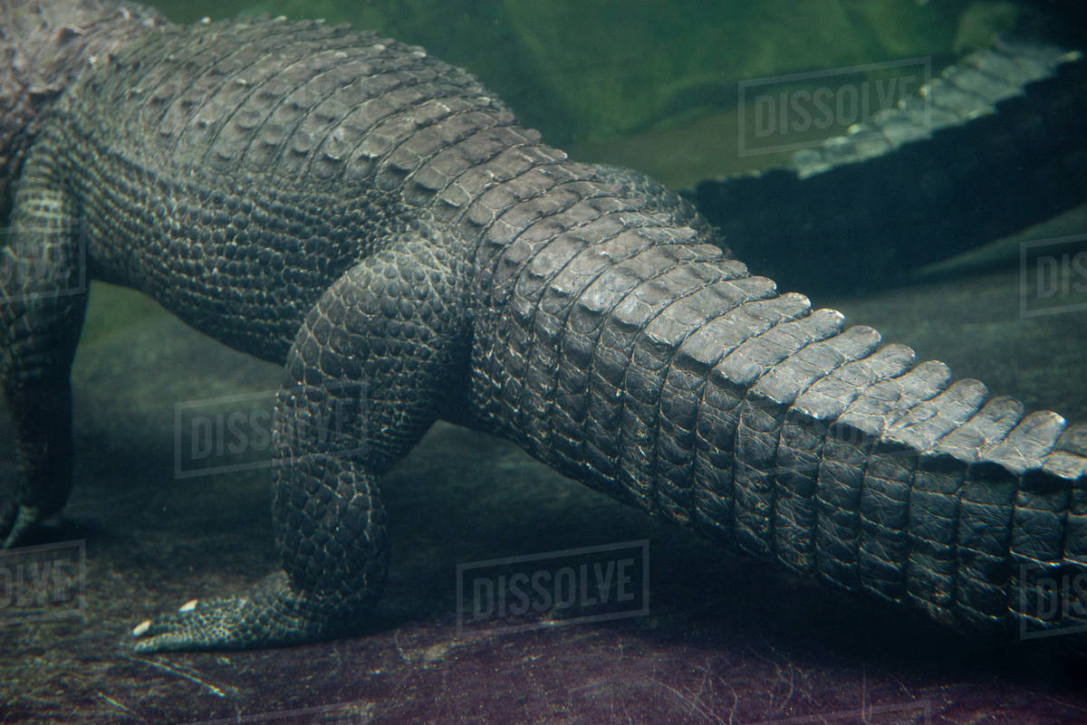 Underwater view of alligator, cropped - Royalty-free Stock Photo | Dissolve
