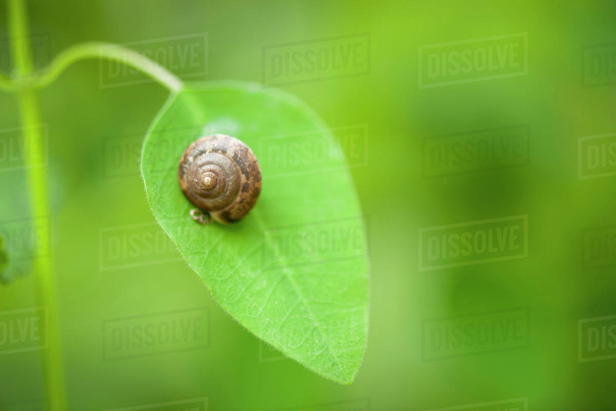 Snail on leaf - Royalty-free Stock Photo | Dissolve