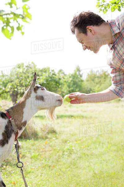 Man feeding goat in sunny field - Stock Photo - Dissolve