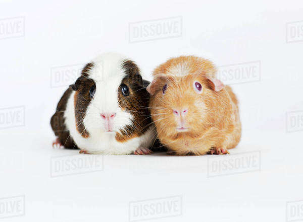 Guinea pigs sitting together - Royalty-free Stock Photo | Dissolve