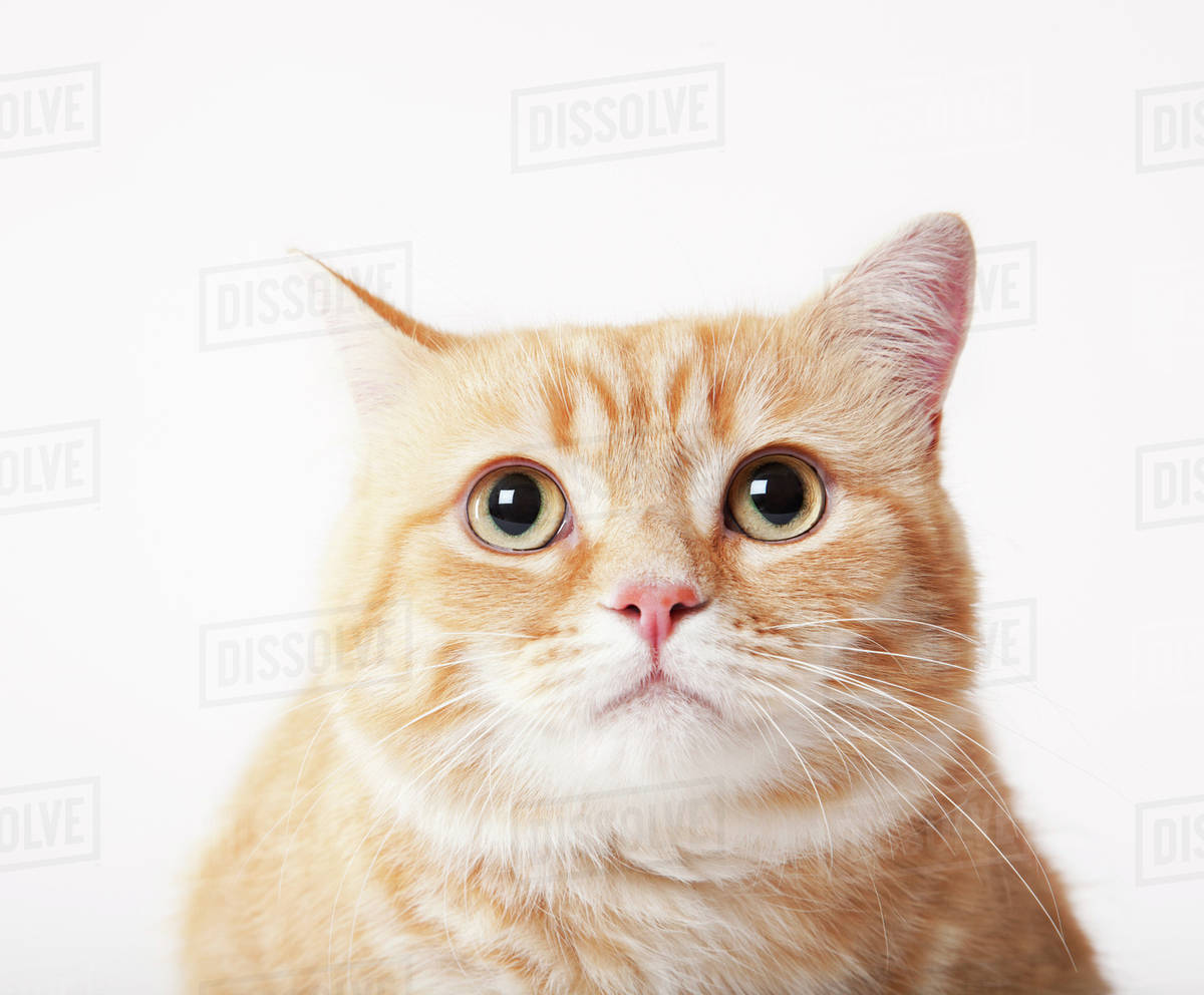 Close-up of cat's face - Royalty-free Stock Photo | Dissolve