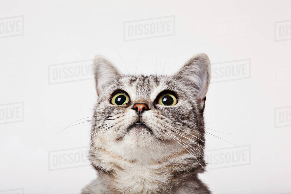 Close-up of cat's face - Stock Photo - Dissolve