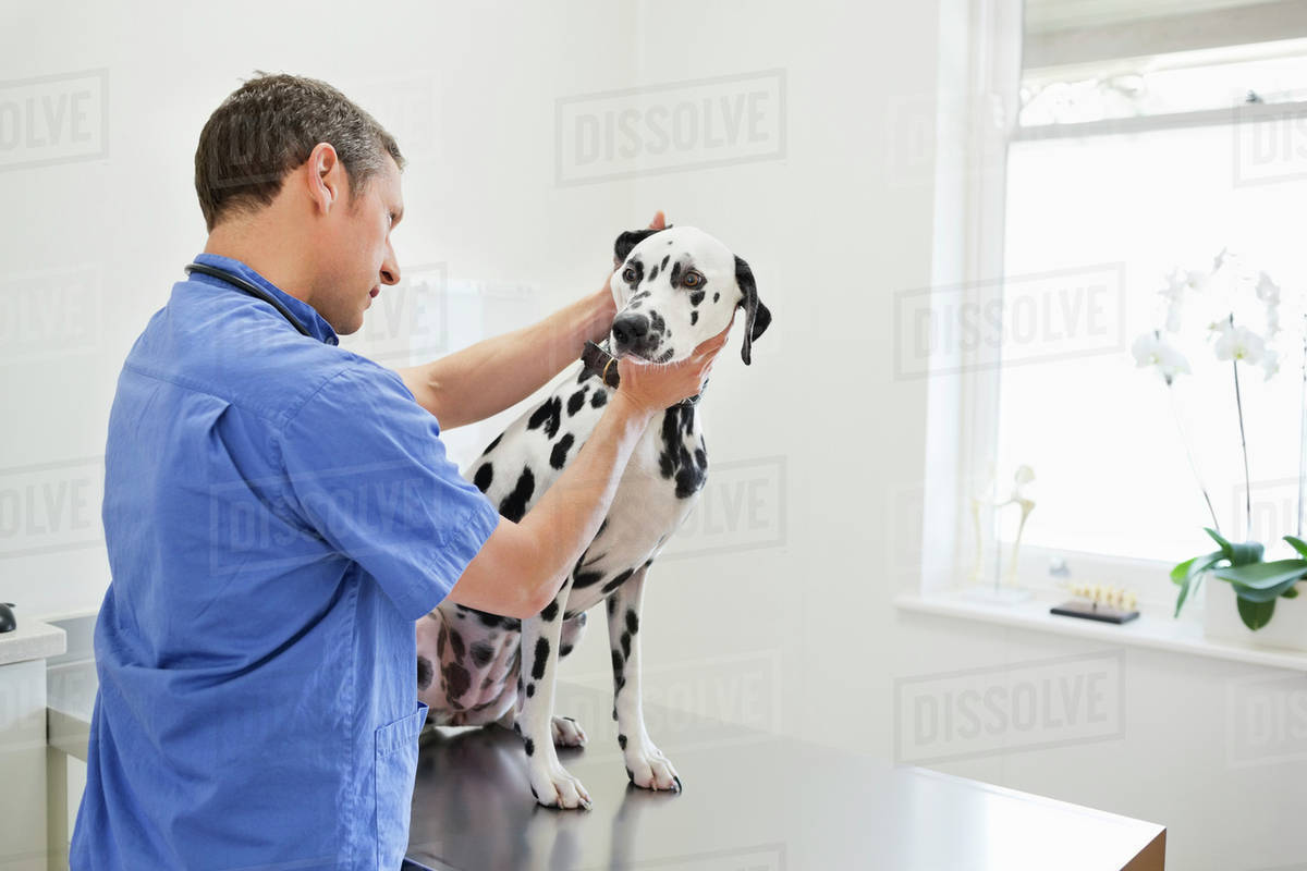 Veterinarian examining dog in vet's surgery - Royalty-free Stock Photo ...