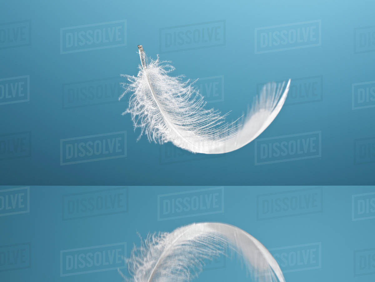 Feather floating over reflective surface - Stock Photo - Dissolve