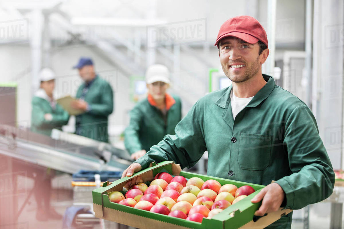 Portrait smiling worker holding box of apples in food processing plant ...