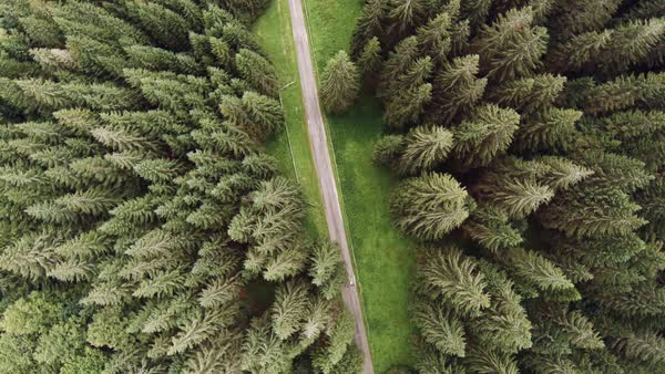 Wide shot of a pine forest during daytime - Stock Video Footage - Dissolve