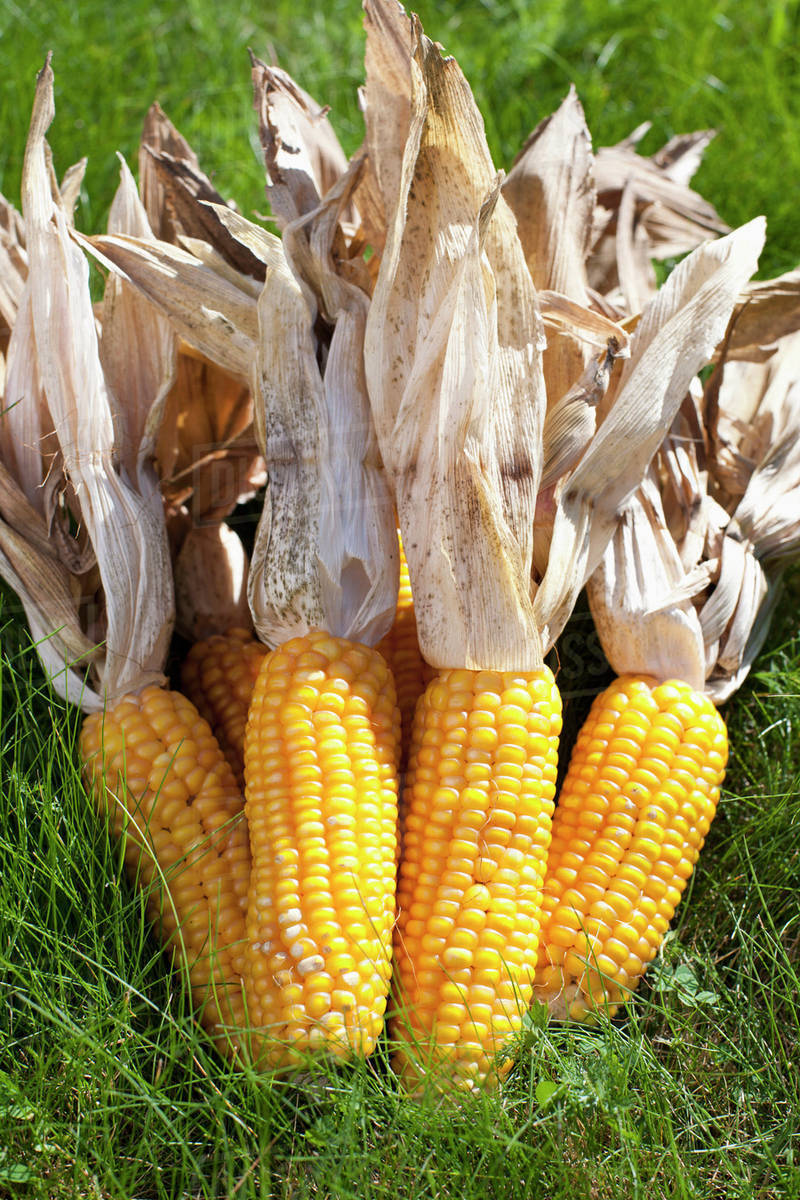 A group of corn on the cobs with husks - Royalty-free Stock Photo ...