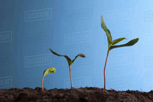 Row of three plants - Royalty-free Stock Photo | Dissolve
