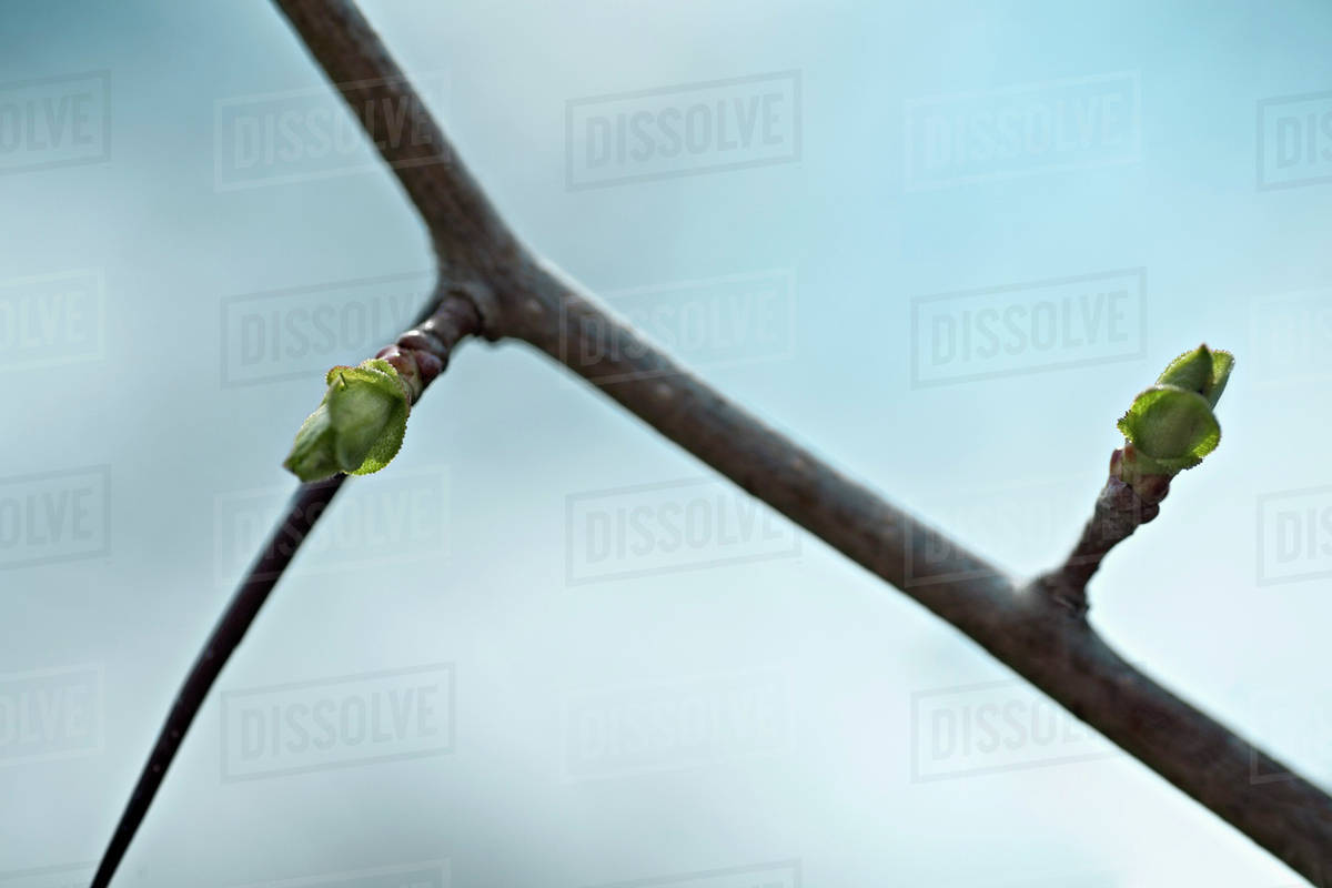 Detail of buds on a branch - Royalty-free Stock Photo | Dissolve