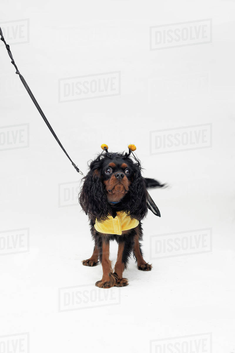 A Cavalier King Charles Spaniel wearing a bee costume - Royalty-free ...