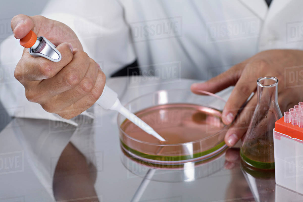 A research scientist using a pipette on a Petri dish - Stock Photo ...