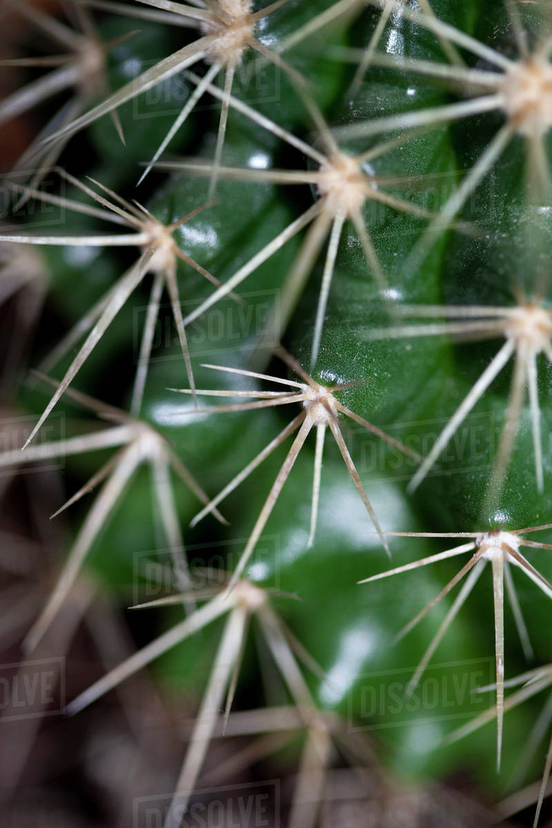 The spikes on a cactus, full frame close-up - Royalty-free Stock Photo ...