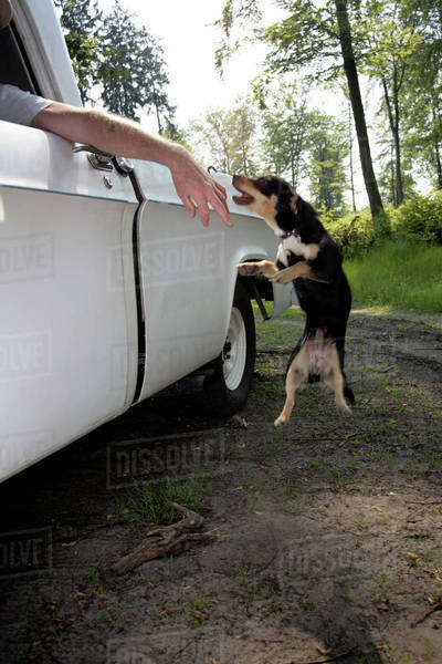 A dog jumping up to bite a man's hand hanging out of a car window ...