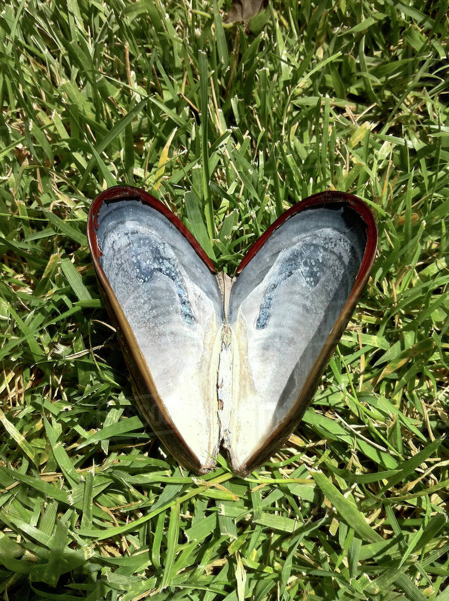 A clean empty mussel shell opened and arranged to look like a heart ...