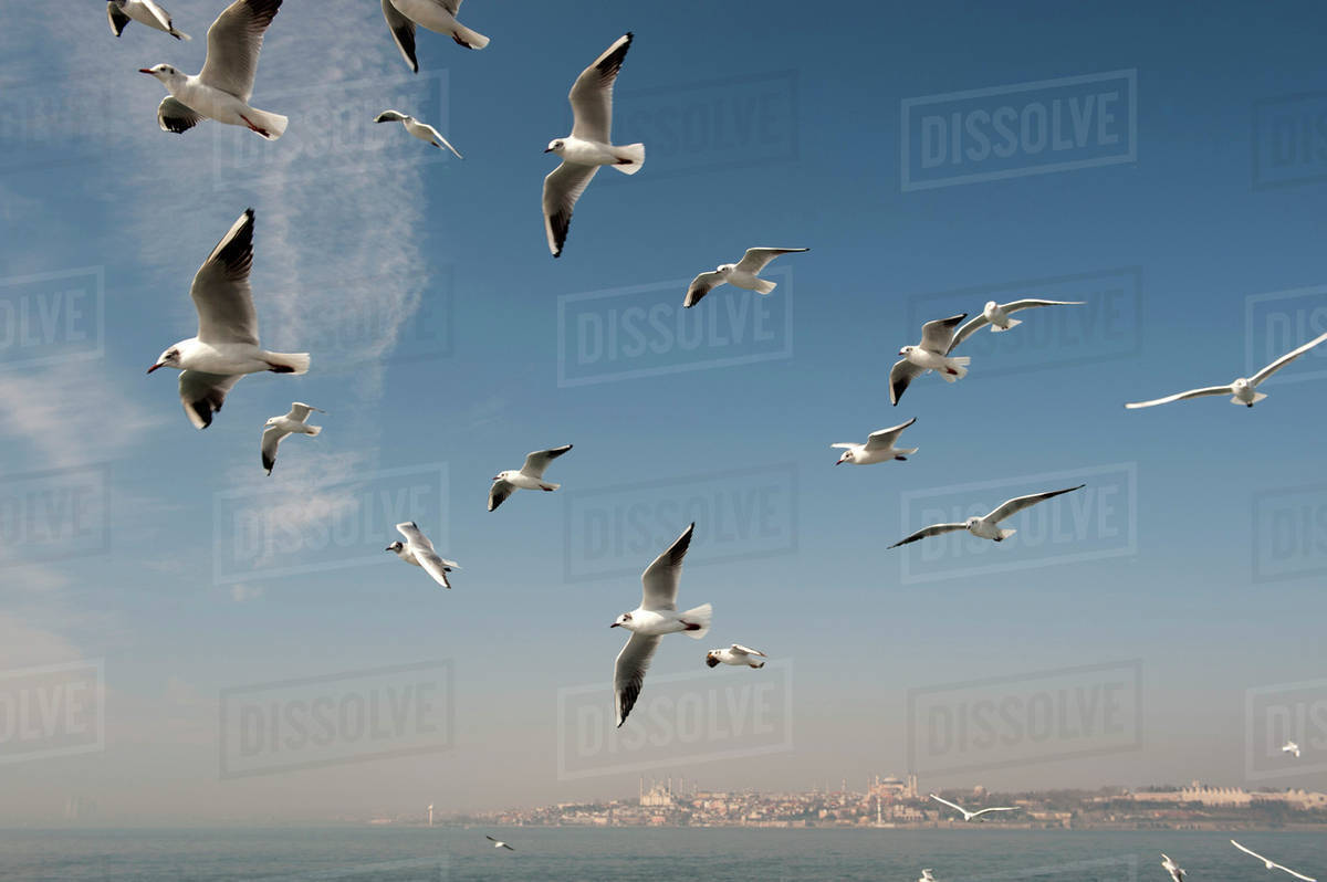 A flock of seagulls flying above the sea, Istanbul, Turkey in ...