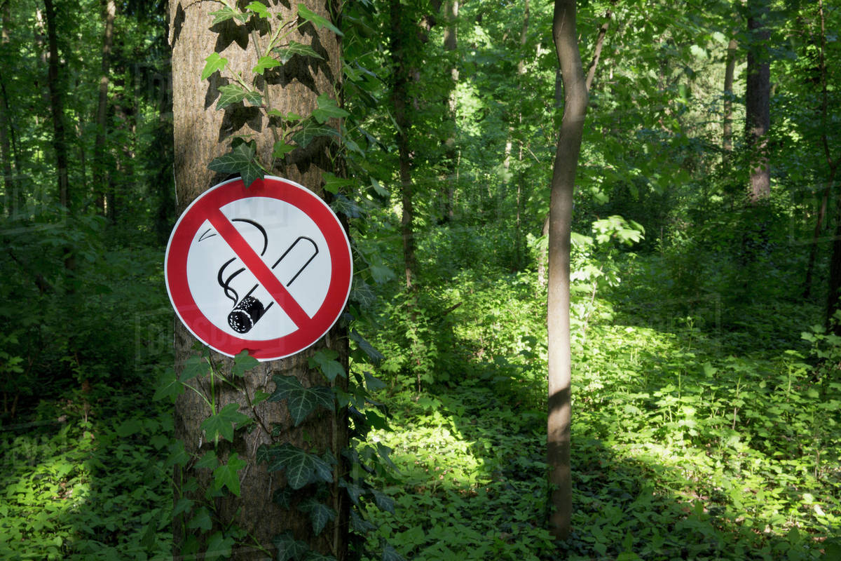 A no smoking sign posted on a tree trunk in a wooded area - Stock Photo ...