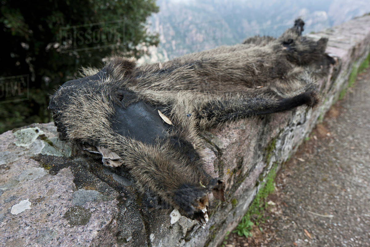 A dead wild boar that's been run over and is flattened - Royalty-free ...