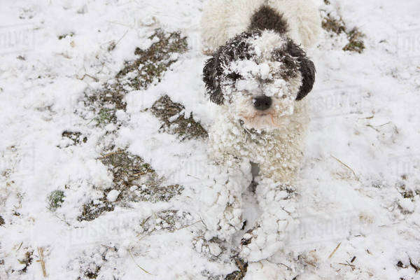 Portuguese Water Dog covered with snow - Stock Photo - Dissolve