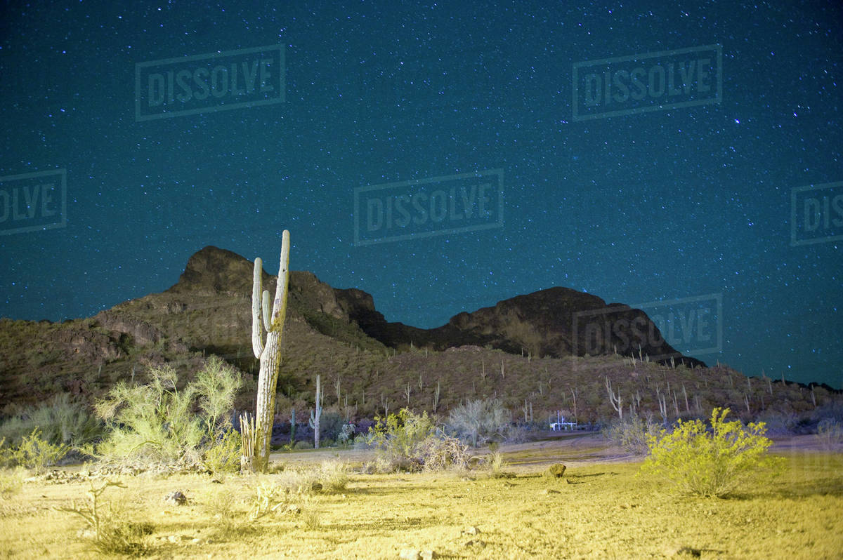 Starry night over cactus filled desert in Tucson, Arizona, USA ...