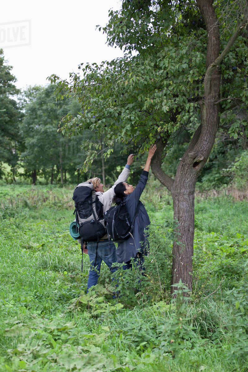 Couple standing by tree, picking fruits - Royalty-free Stock Photo ...