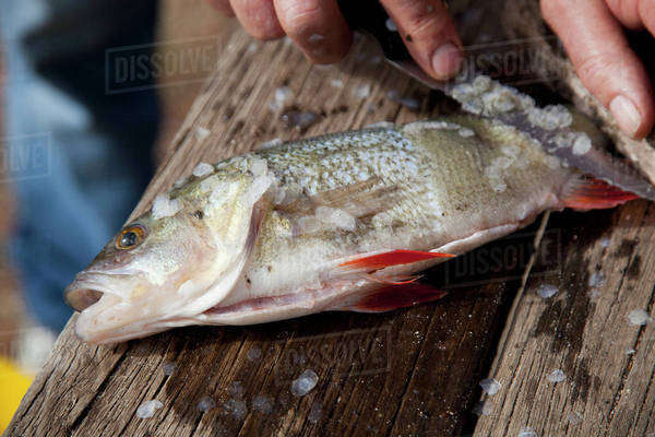 Scraping scales from fish using utility knife, close-up - Royalty-free ...