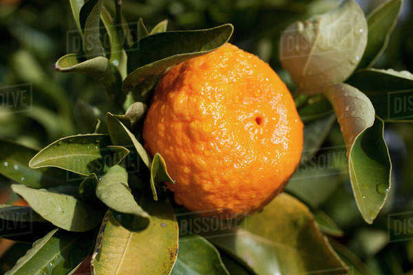 Close-up of orange - Royalty-free Stock Photo | Dissolve