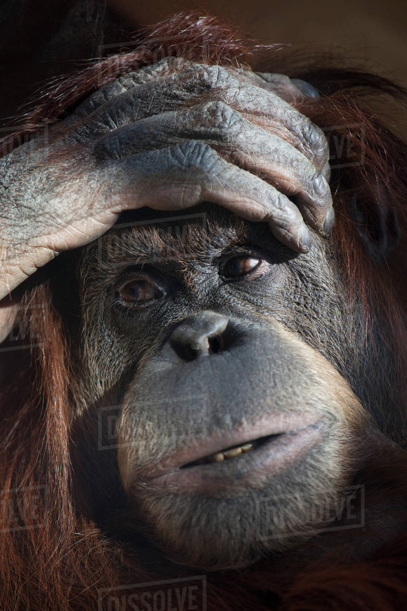 Close-up of monkey - Royalty-free Stock Photo | Dissolve