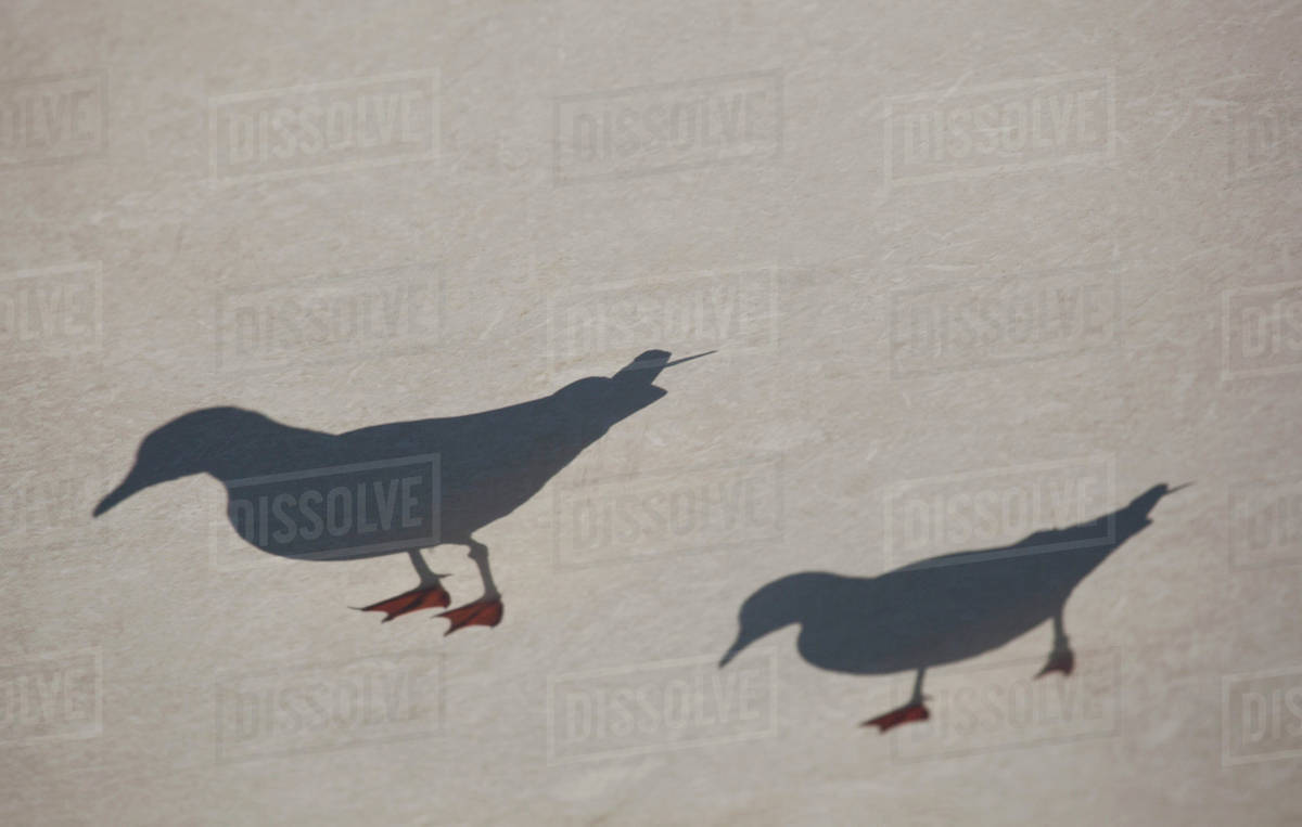 Shadow of bird - Royalty-free Stock Photo | Dissolve