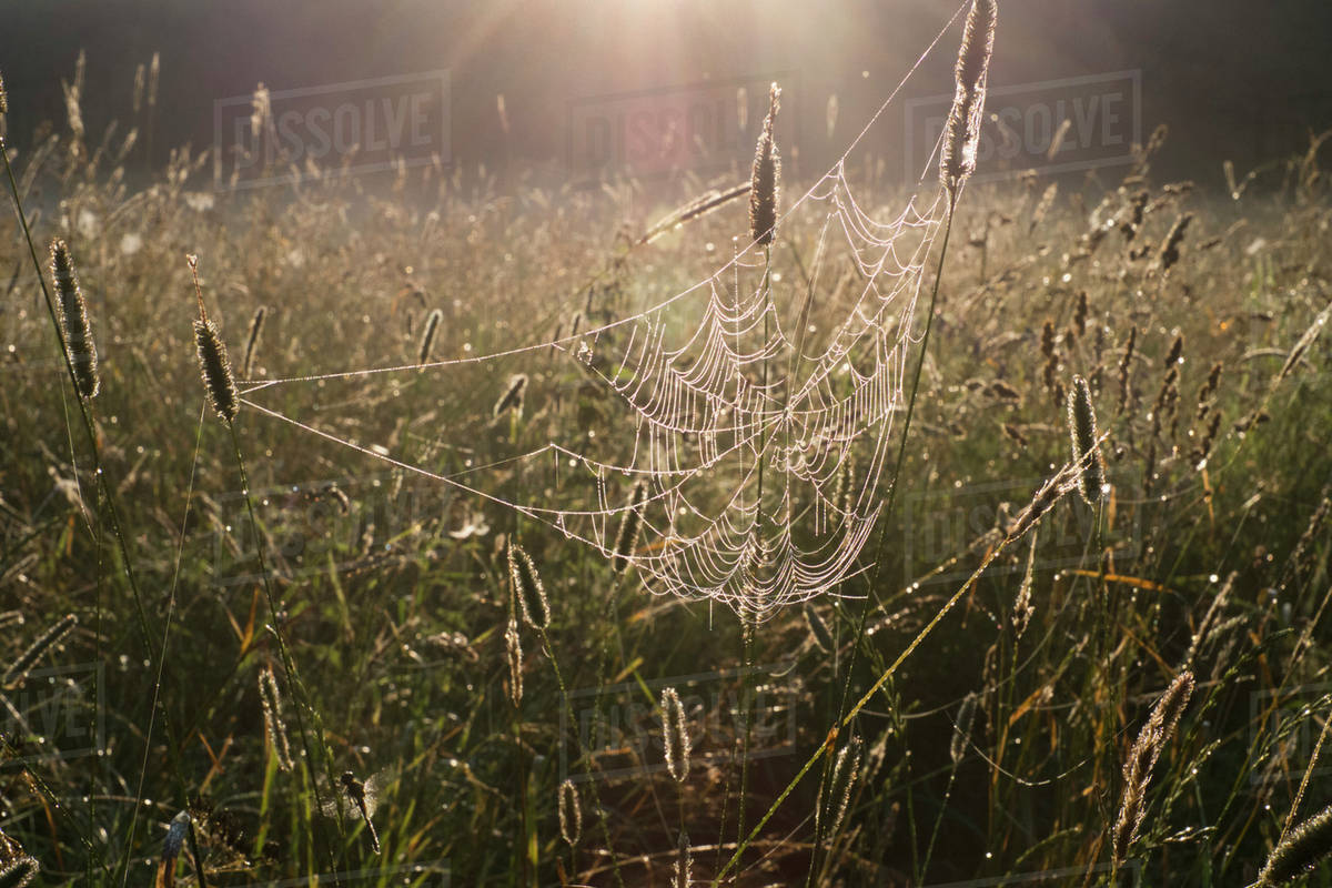 Spider web in field - Stock Photo - Dissolve