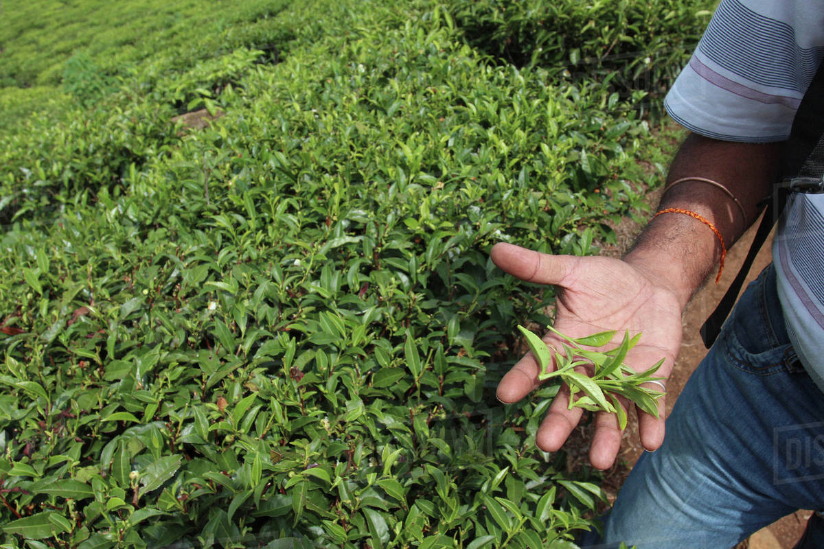 Cropped image of man holding tea leaves on field - Royalty-free Stock ...