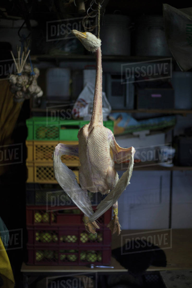 Dead goose hanging in butcher's shop - Royalty-free Stock Photo | Dissolve