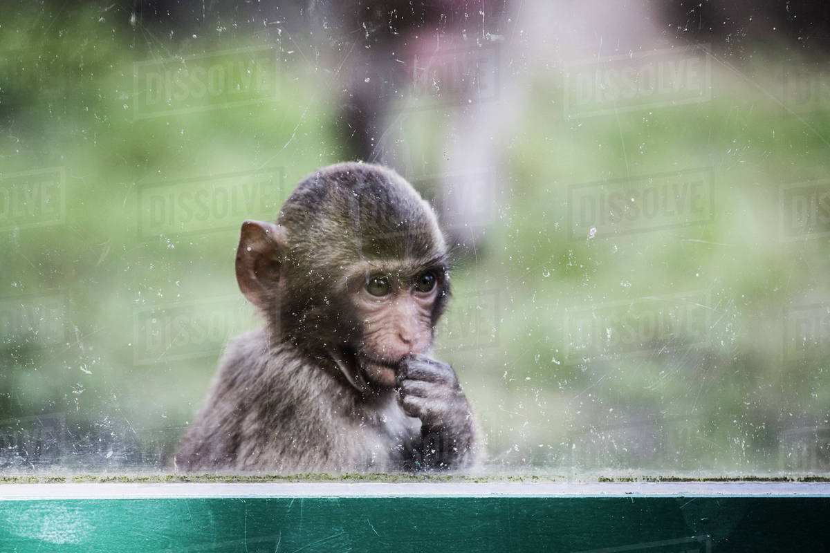 Young monkey looking through window - Royalty-free Stock Photo | Dissolve