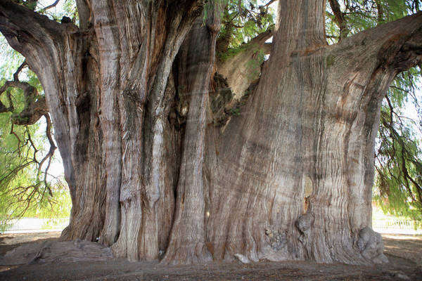 Giant Montezuma cypress tree - Royalty-free Stock Photo | Dissolve