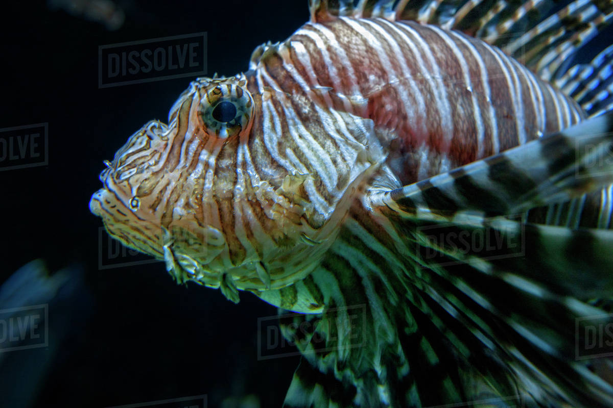 Close-up of lionfish against black background - Stock Photo - Dissolve
