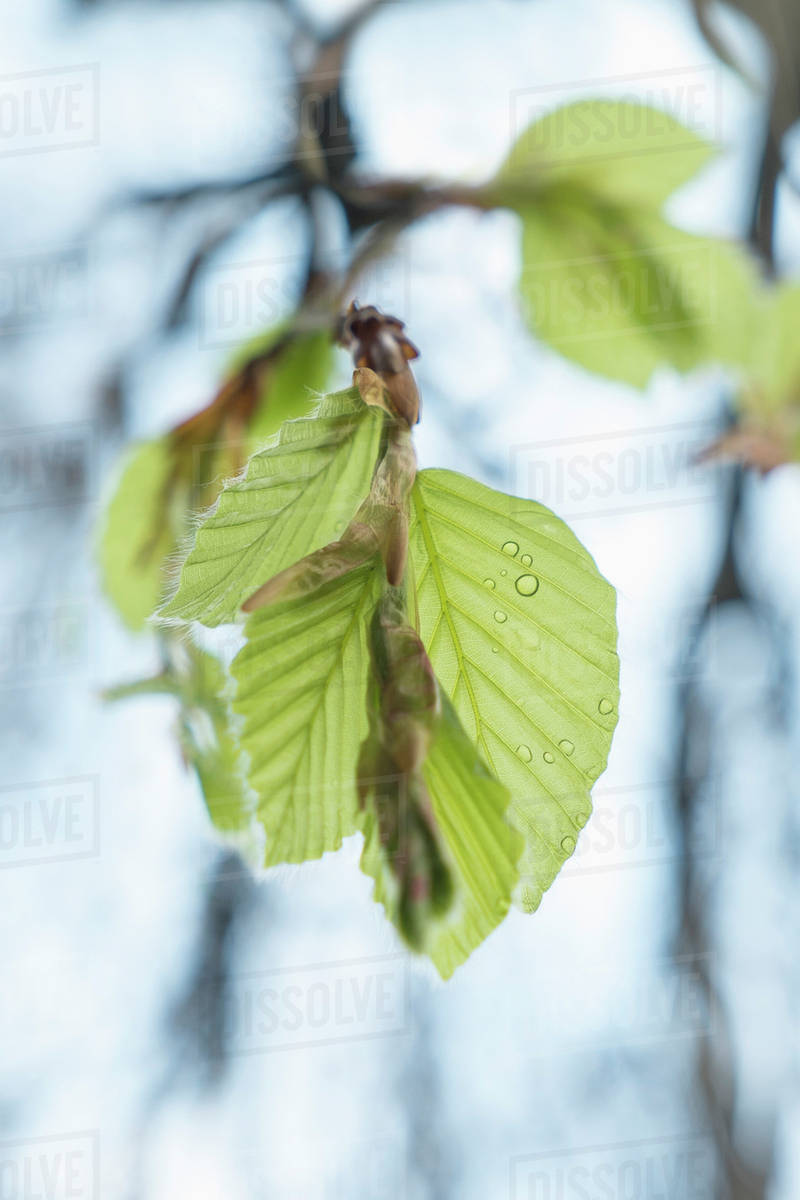Water drops on tree leaves - Royalty-free Stock Photo | Dissolve