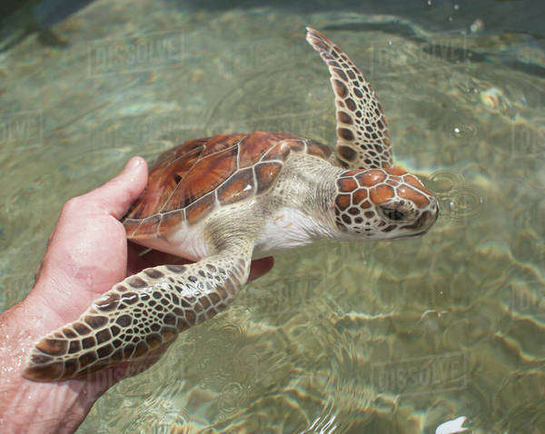 Cropped image of hand holding turtle over sea - Royalty-free Stock ...