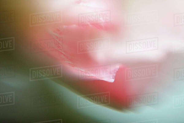 Extreme close-up of pink flower - Stock Photo - Dissolve