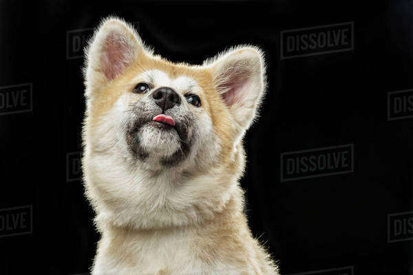 Low angle view of Japanese Akita sticking out tongue over black ...
