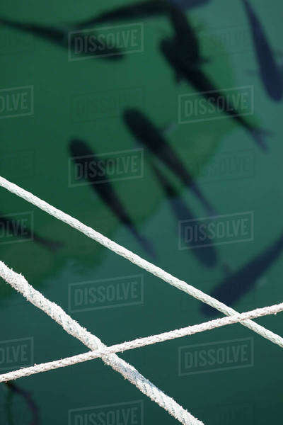 Three ropes crossing each other, school of fish in background - Royalty ...
