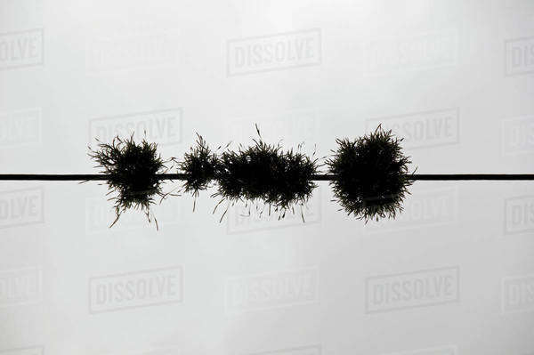 Birds Nests Balancing On A Cable - Stock Photo - Dissolve