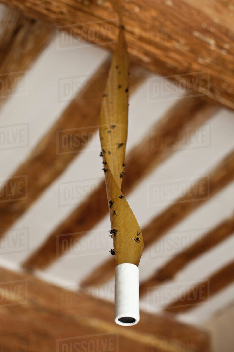 Flypaper with dead flies stuck to it - Royalty-free Stock Photo | Dissolve